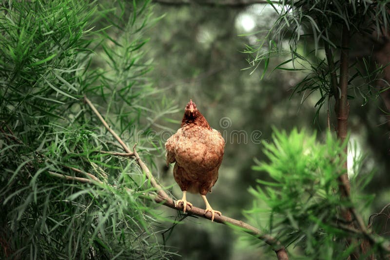 Chicken on a tree stock photo. Image of natural, grassy - 50383826
