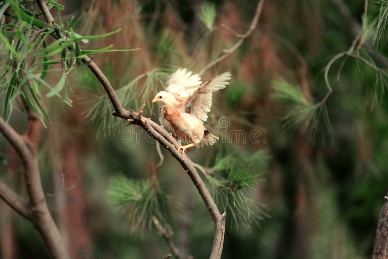 Chicken on a tree stock photo. Image of bird, green, outdoor - 50383902