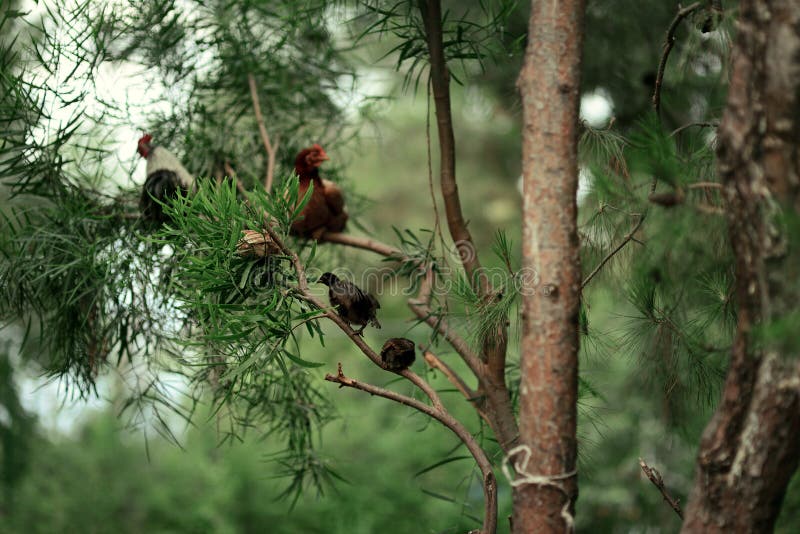 Chicken on a tree stock photo. Image of bird, green, outdoor - 50383902