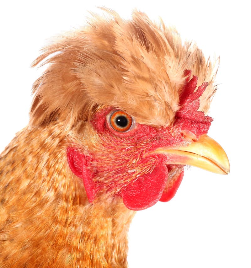 Chicken with tuft stock photo. Image of cackling, tuft - 224211690
