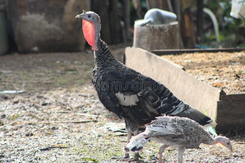 Chicken stock image. Image of animal, turkeychicken - 122412567