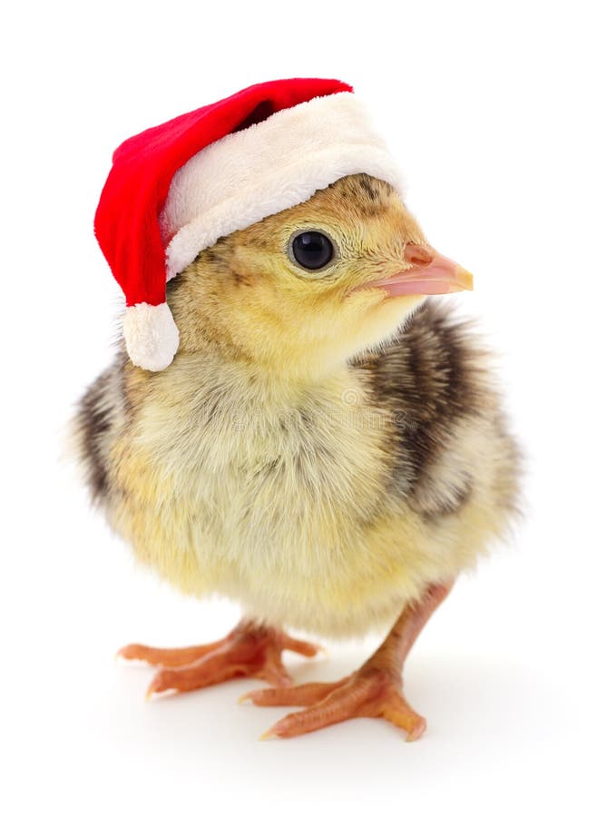 Chicken Turkey in a Red Santa Claus Hat. Stock Image - Image of pets ...