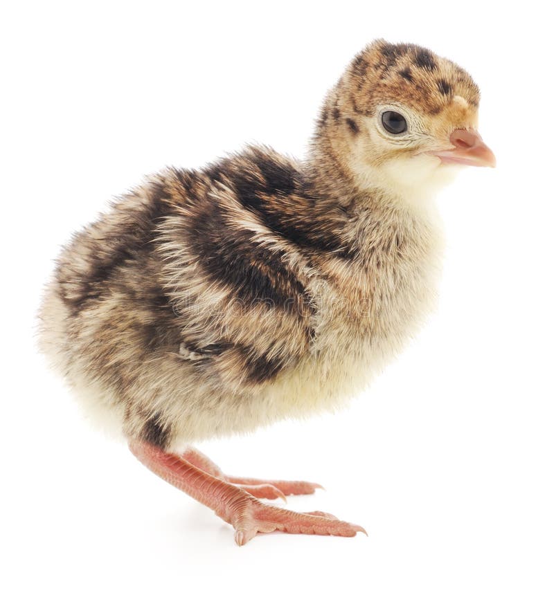 Japanese Silkie chick stock photo. Image of agriculture - 2051430