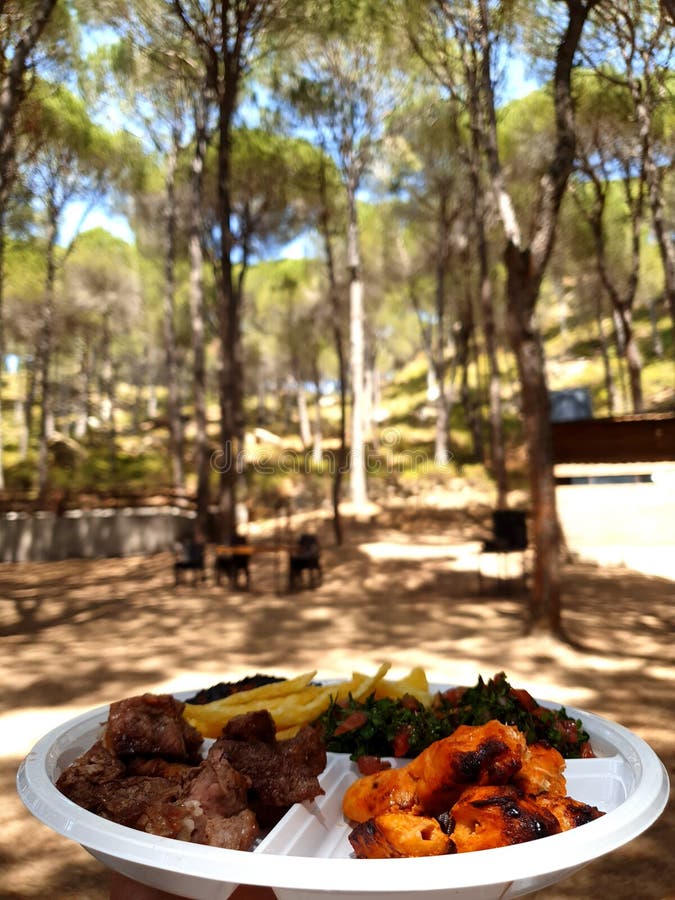 Chicken under the trees stock photo. Image of light - 230002712