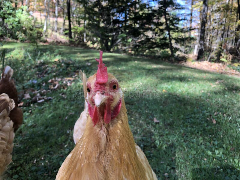367 Chicken Beak Front View Stock Photos - Free & Royalty-Free Stock ...