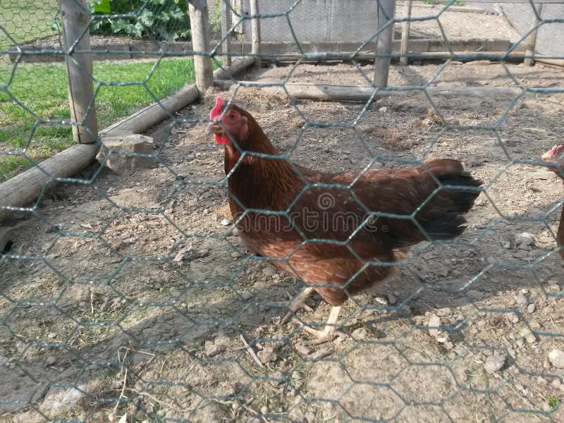 Chicken cage stock photo. Image of inside, brown, cage - 116299920