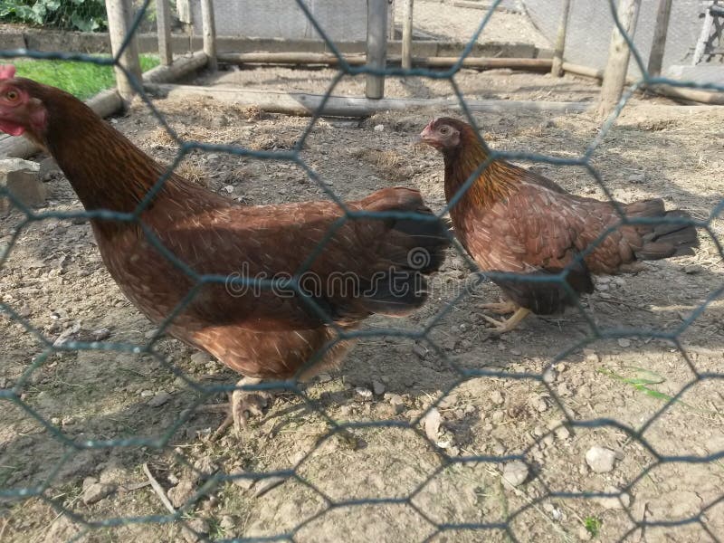 Chicken cage stock photo. Image of inside, chicken, vage - 116299916