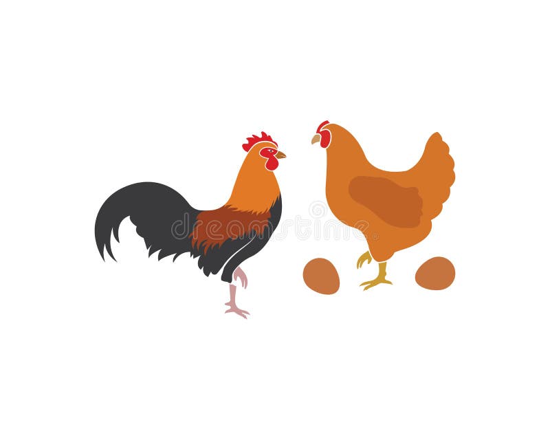 Chicken Vector Illustration Stock Vector - Illustration of agriculture ...