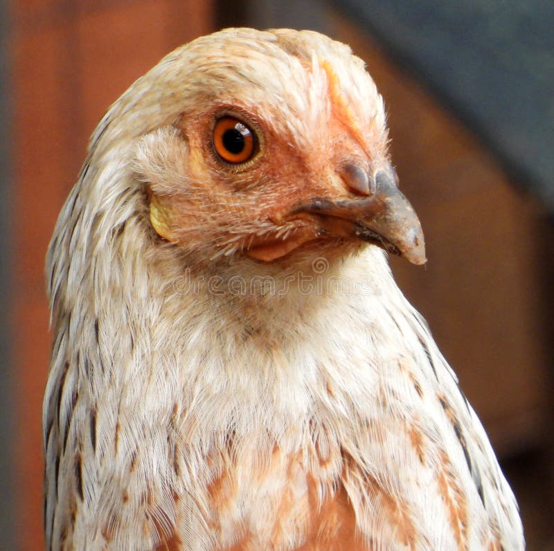 Chicken stock photo. Image of inquisitive, thinking - 263852132