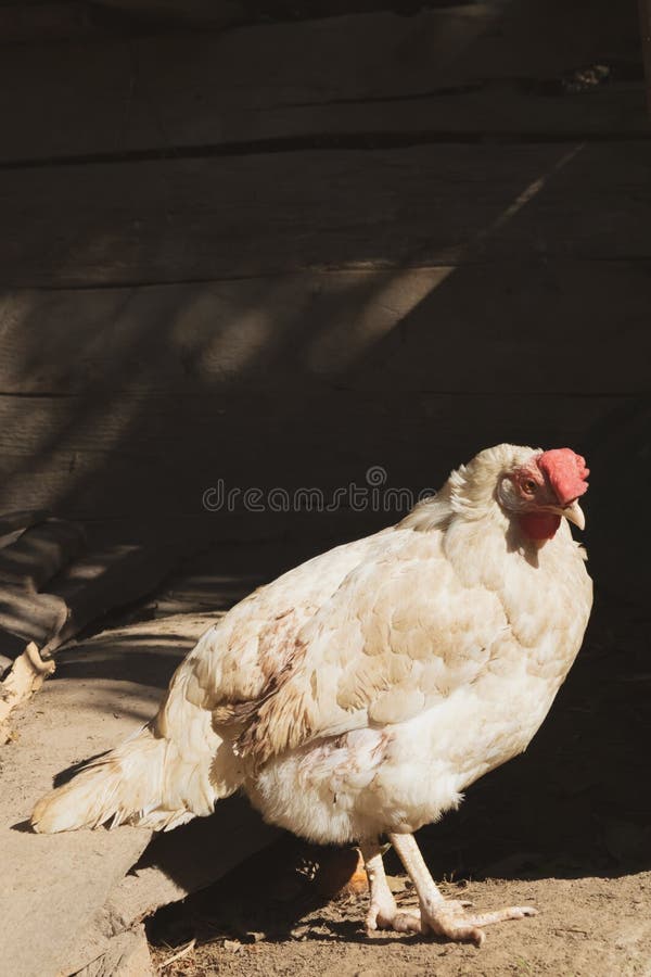 White Chicken in the Village. Cute Pets. Birds. Countryside Stock Image ...