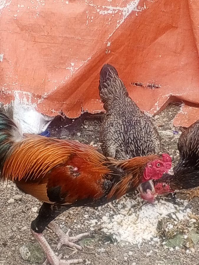 Chicken in the village stock image. Image of village - 356584457