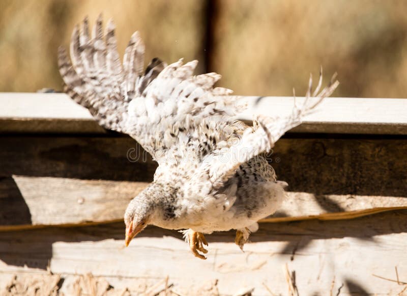 Chicken for a Walk on the Farm Stock Image - Image of range, natural ...