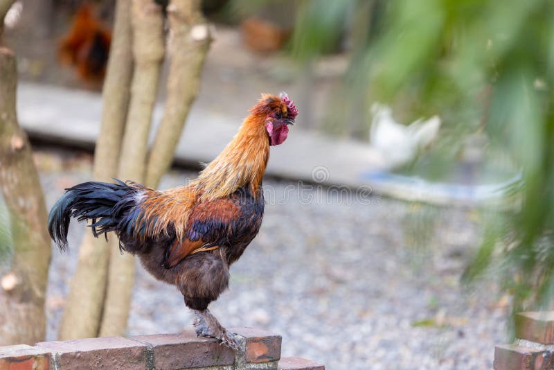 Chicken walk in farm stock photo. Image of country, poultry - 245443524