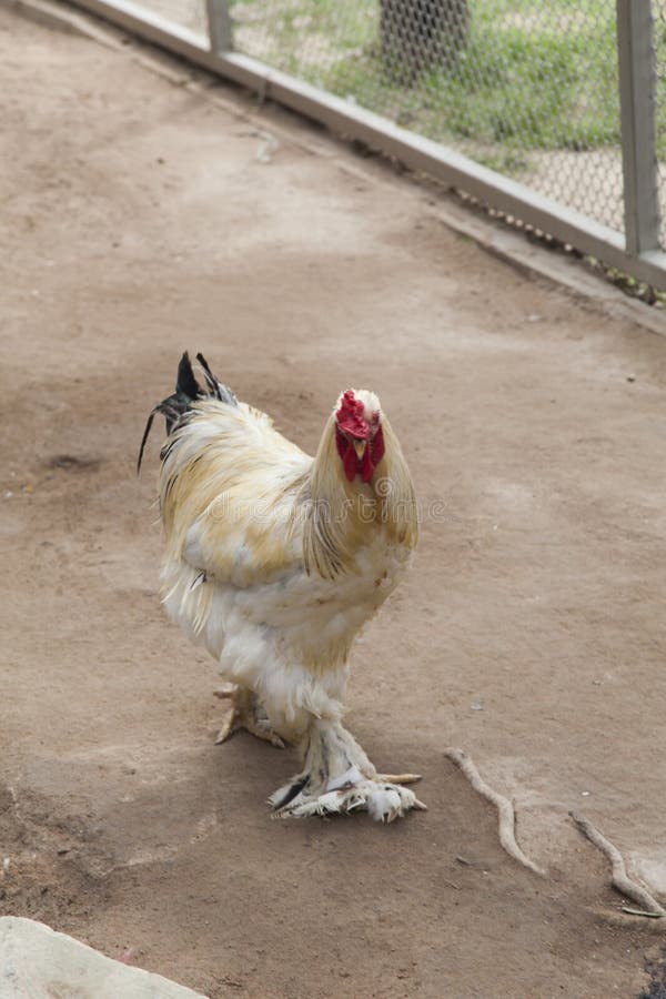 Chicken on walk stock image. Image of beautiful, nature - 85151813