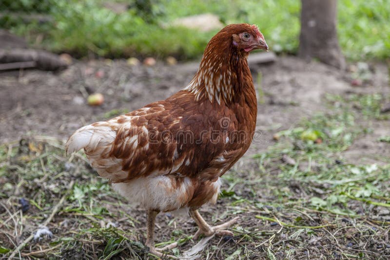 Chicken on a Walk in the Paddock Stock Photo - Image of coop, feather ...