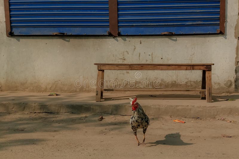 A chicken walk in road stock image. Image of person - 277004957