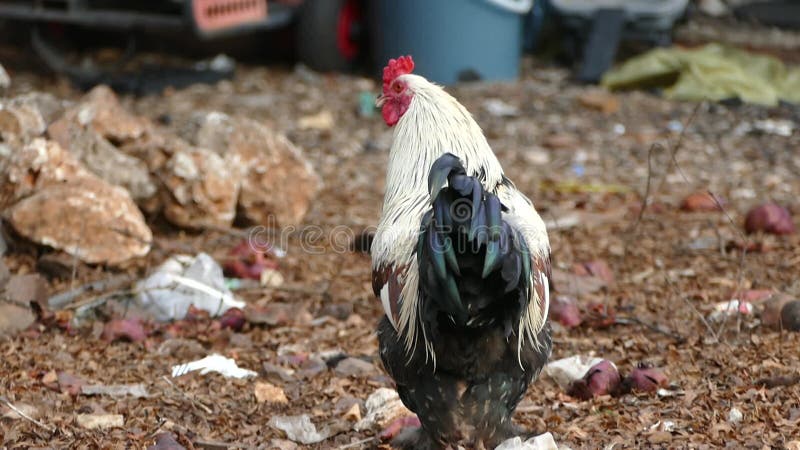 Chicken Walking Alone in the Garden Stock Footage - Video of organic ...