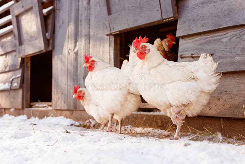 Chicken Eats Feed and Grain at an Eco-poultry Farm in Winter, Free ...