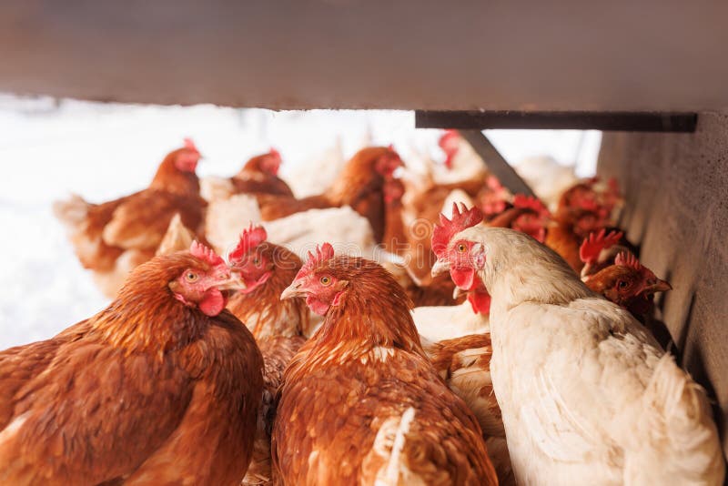 Chicken Eats Feed and Grain at an Eco-poultry Farm in Winter, Free ...