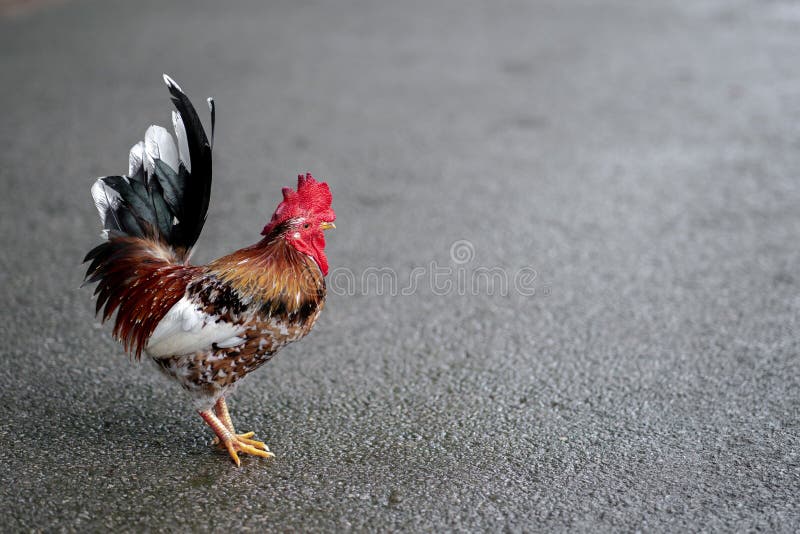 Chicken Walking in the Garden. Stock Photo - Image of colorful, bantam ...