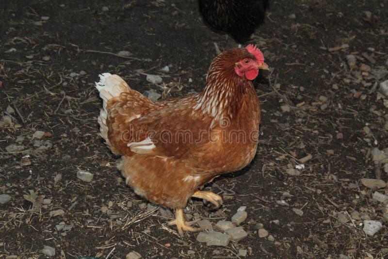 Chicken stock photo. Image of farm, walking, prayer, chicken - 93860252