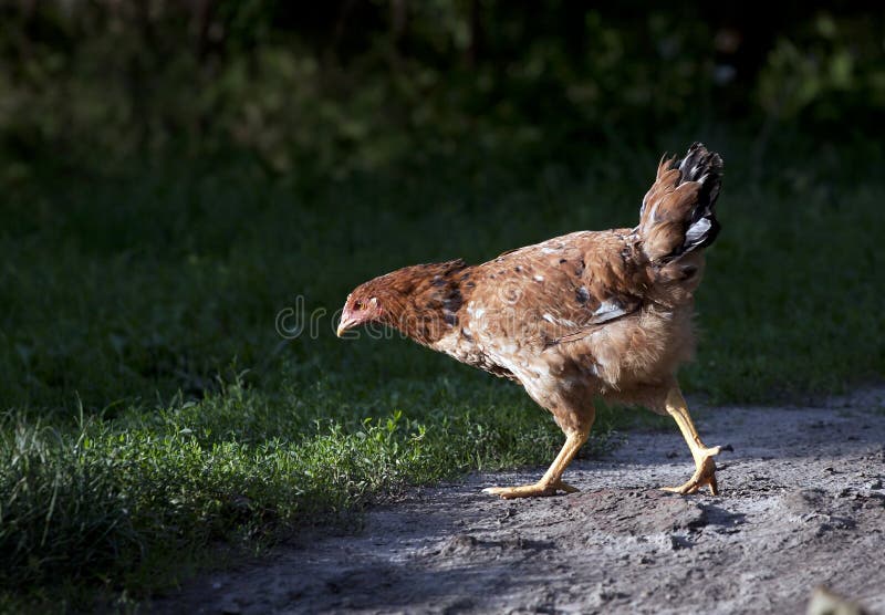 Chicken walking stock photo. Image of agriculture, beak - 52242228