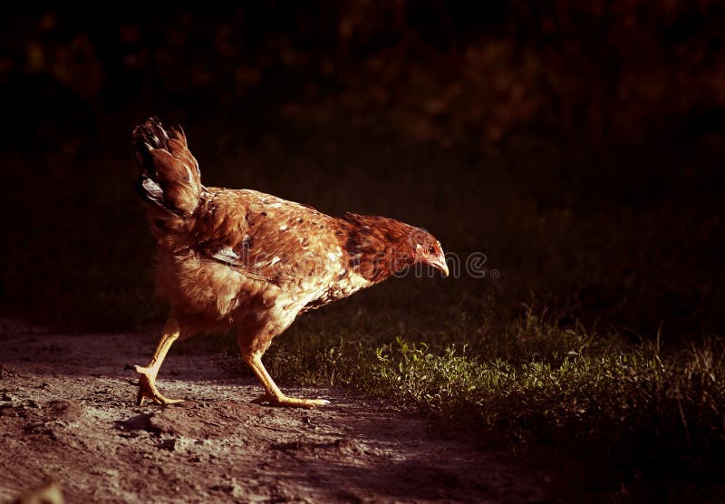 Chicken walking stock image. Image of farming, farm, global - 43905547
