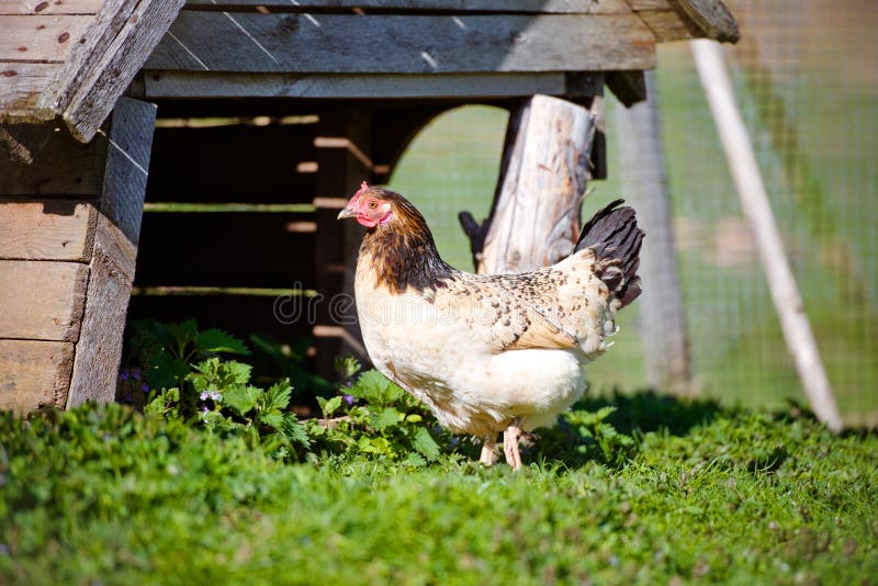Chicken Walking Outdoors in Summer Stock Image - Image of organic ...