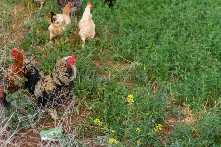 Chicken Walking on the Paddock.1 Stock Photo - Image of range, meadow: 312602040