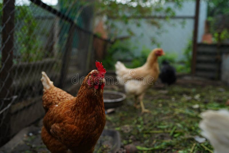 Chicken Walking in Paddock. Ordinary Rooster and Chickens Looking for ...