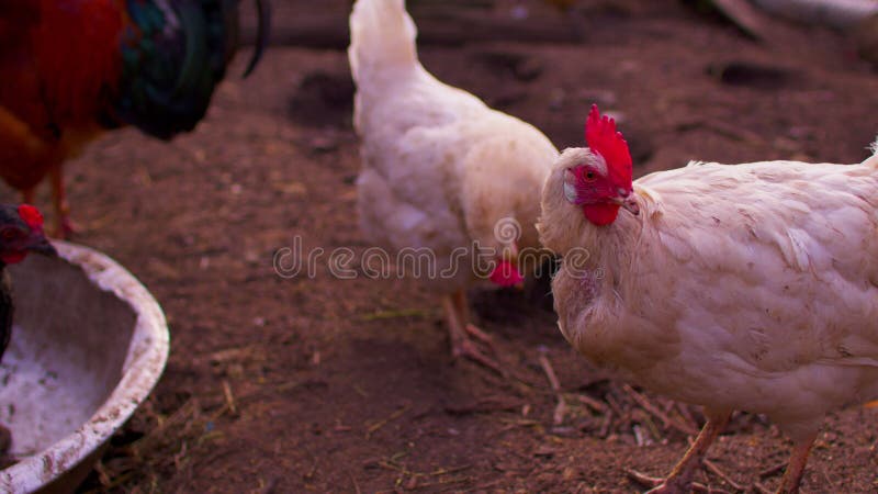 Chicken Walking in Paddock. Ordinary Chickens Looking for Grains while ...