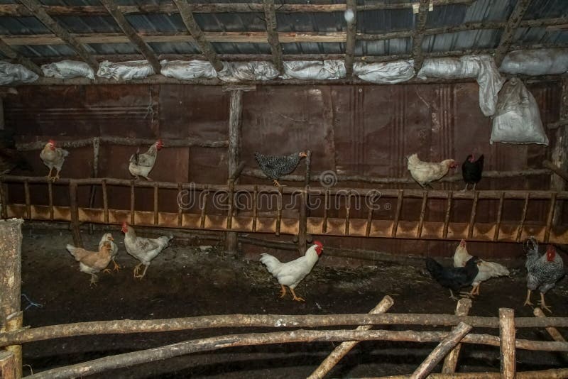 Chicken Walking in Paddock. Ordinary Rooster and Chickens Stock Image ...