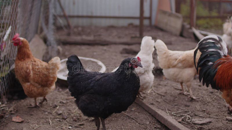 Chicken Walking in Paddock. Ordinary Rooster and Chickens Looking for ...