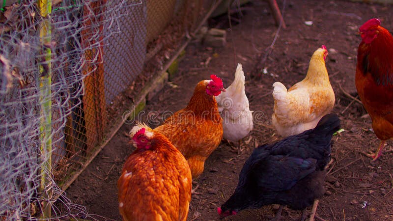 Chicken Walking in Paddock. Ordinary Rooster and Chickens Looking for ...