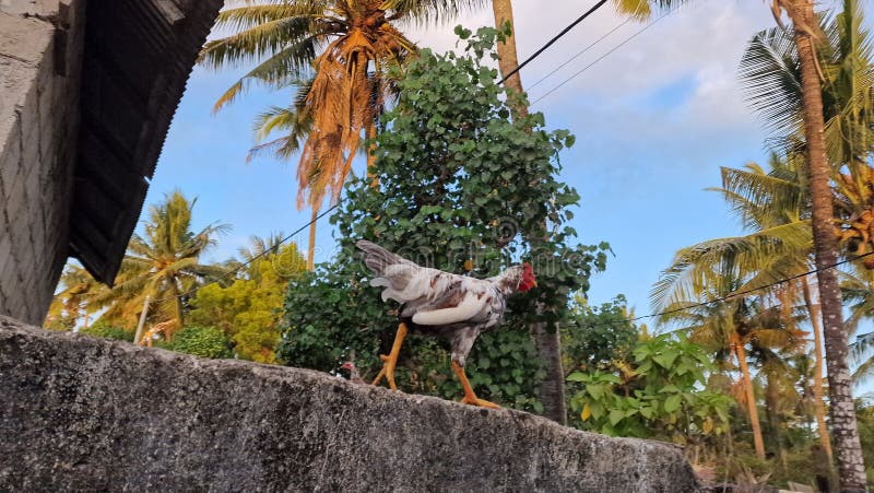 420 Chicken Palm Tree Image Stock Photos - Free & Royalty-Free Stock ...