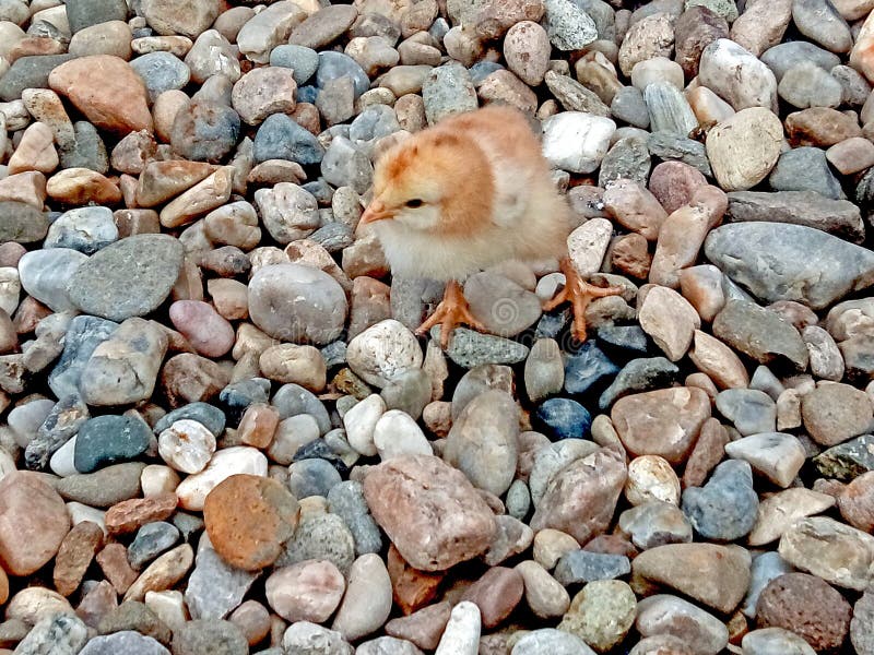 A Chicken Walks on the Rocks Stock Image - Image of maramures, walks ...