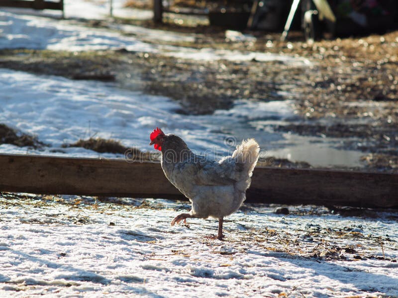 Chicken Walks in the Snow on a Free Range Stock Photo - Image of scene ...