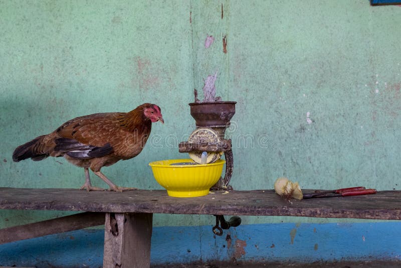 Chicken on a Wall in a Farm Stock Photo - Image of avian, farming ...