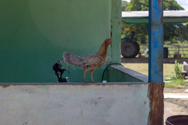 Chicken on a Wall in a Farm Stock Photo - Image of avian, farming ...