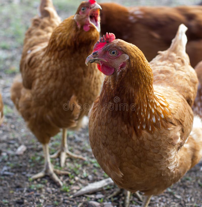 Chicken war stock image. Image of eyes, chicken, color - 43391691