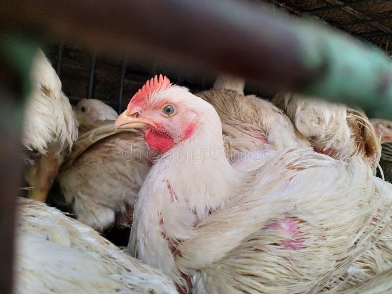 Chicken for sale stock image. Image of cage, animal - 126949573