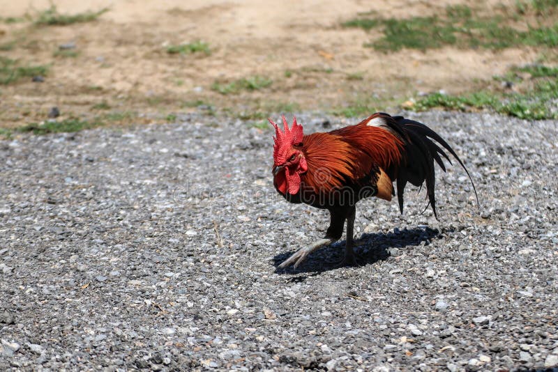 The Chicken Was Stalking, Staring. while Making a Serious Face Stock ...