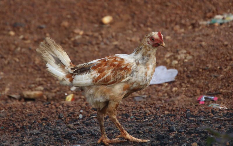 The Rooster is Standing and Watching. Looking for Food Stock Photo ...