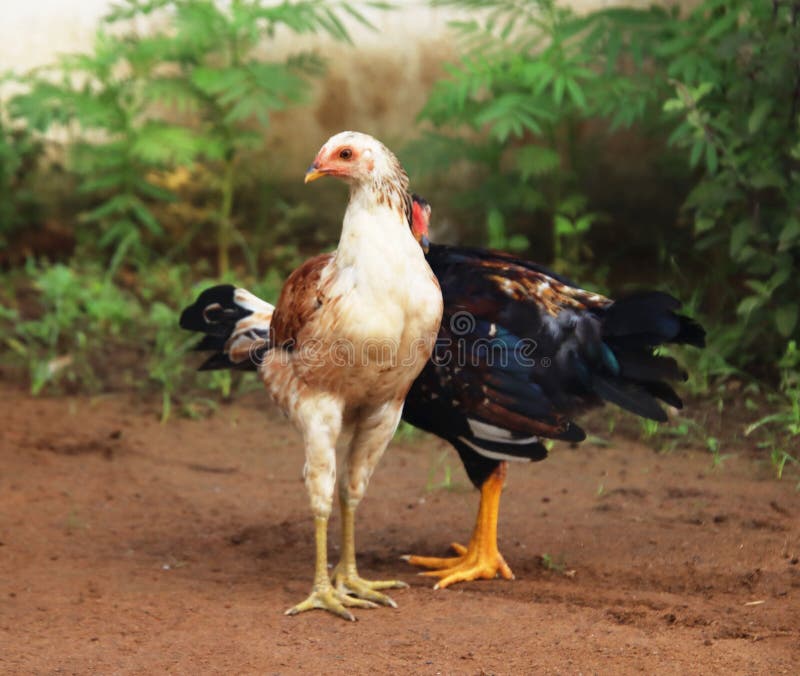 The Chicken is Standing. and Looking Stock Image - Image of wildlife ...