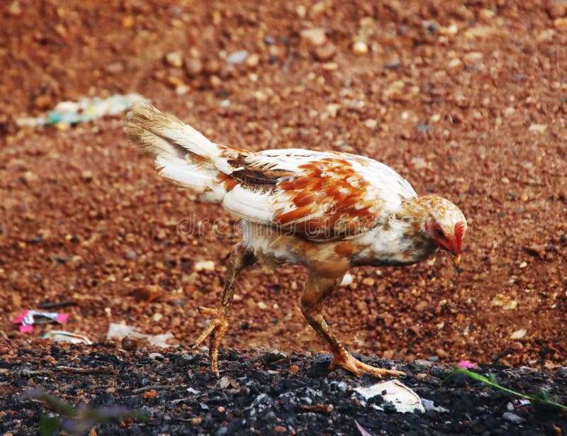 Hen is Walking and Looking Down Stock Image - Image of watching ...