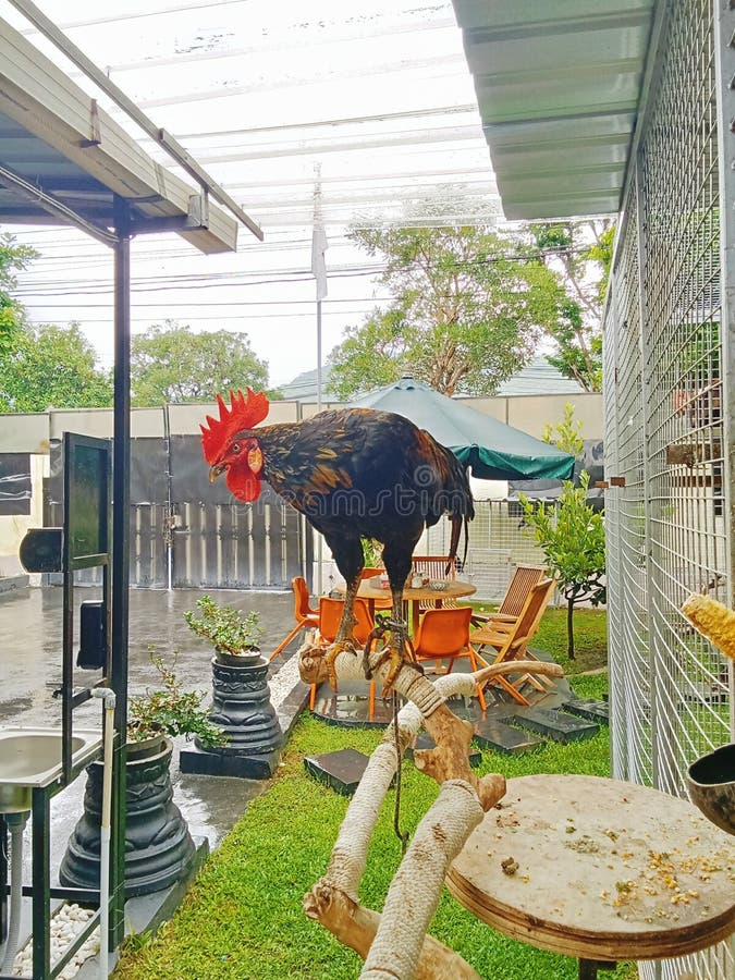 Chicken Well Played stock image. Image of animal, player - 349248741