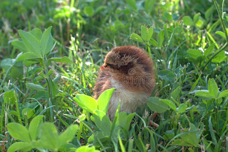 A Chicken that is a Week Old Stock Image - Image of birth, baby: 223602947