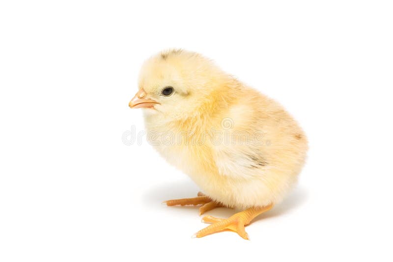 Chicken on White Background Stock Photo - Image of fluffy, isolated ...