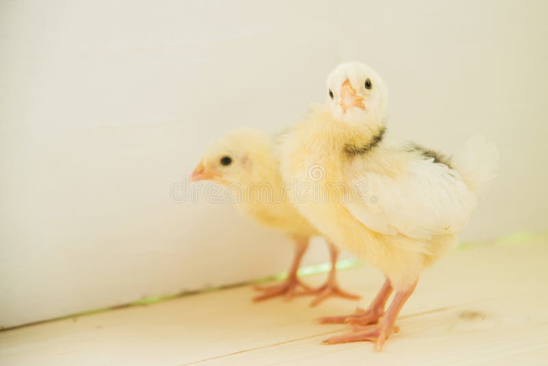 Chicken Backs Stock Photos - Free & Royalty-Free Stock Photos from ...