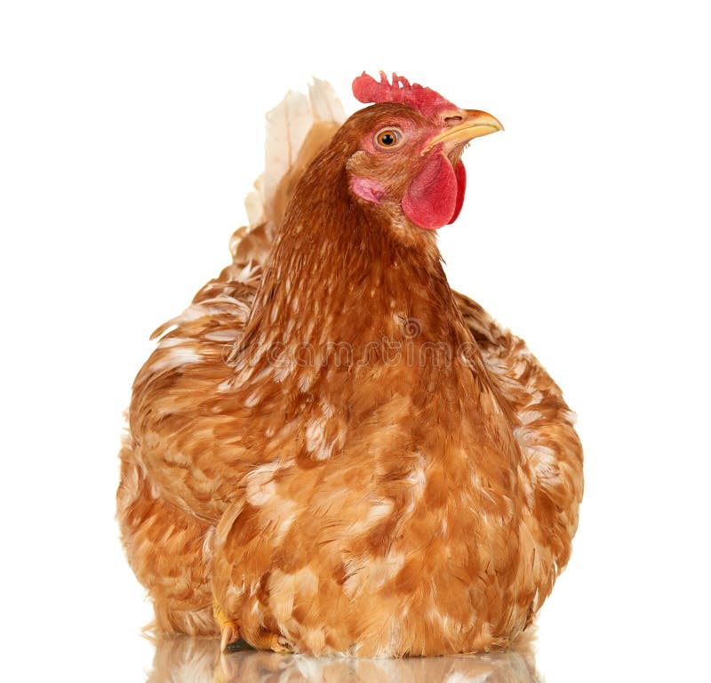 Chicken on White Background, Object, One Closeup Animal Stock Image ...